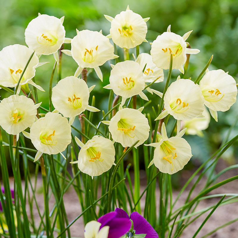Arctic Bells Daffodil | Shop Online | Breck's Bulbs Canada