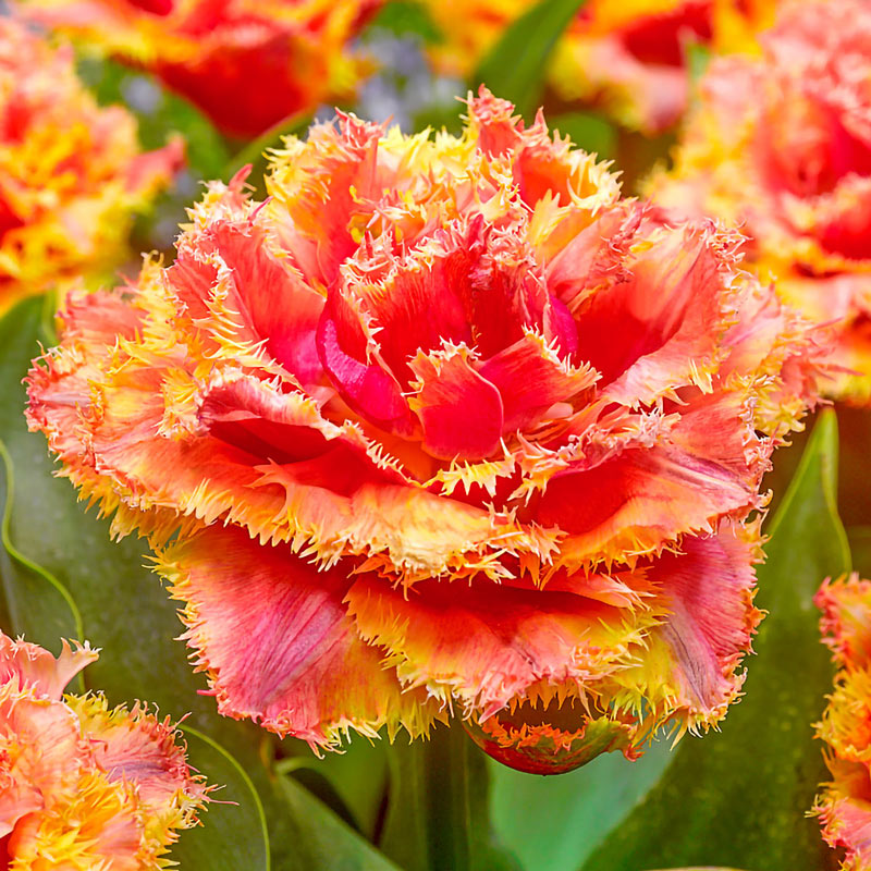 Fringed Tulips | Spring Bulbs for Sale | Breck's Bulbs Canada – Brecks ...