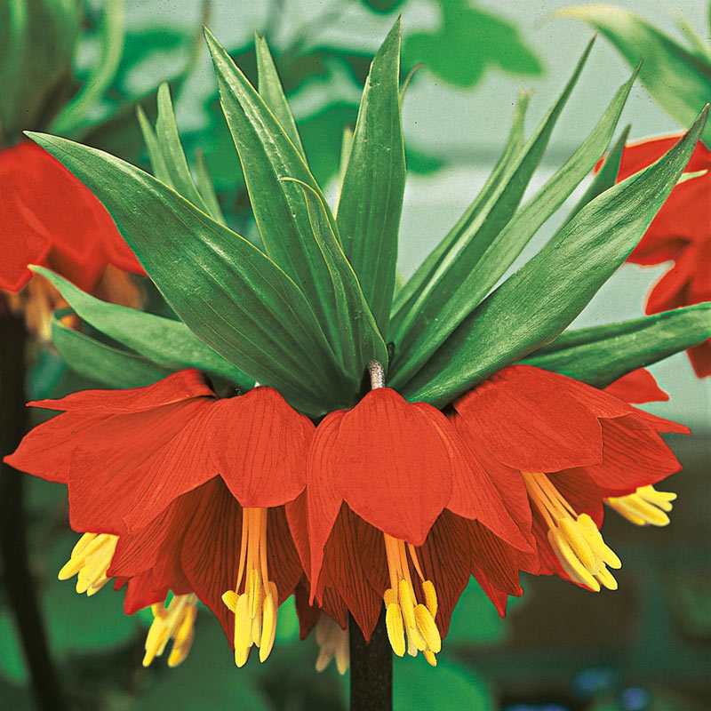 Buy Rubra Maxima Crown Imperial Online | Breck's Canada – Brecks Canada