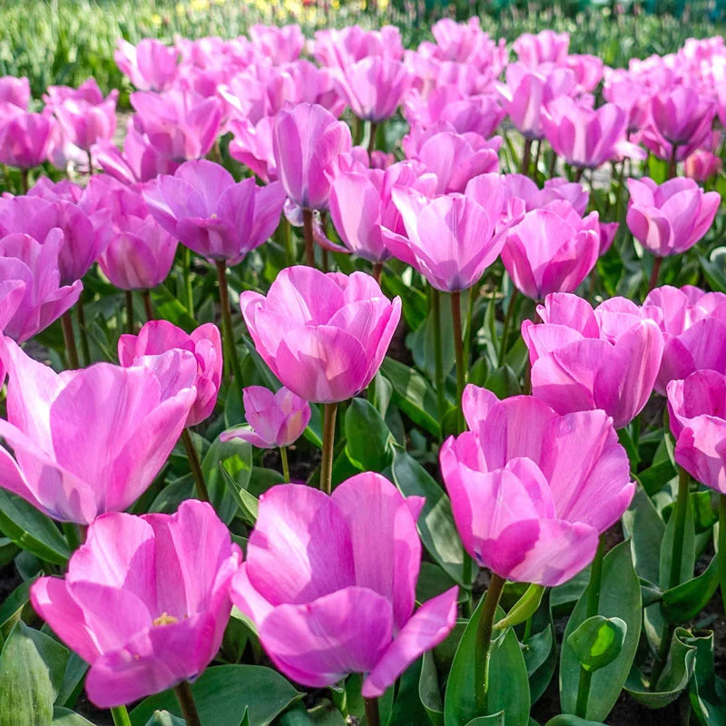 Janis Joplin Tulips | Shop Online | Breck's Bulbs Canada