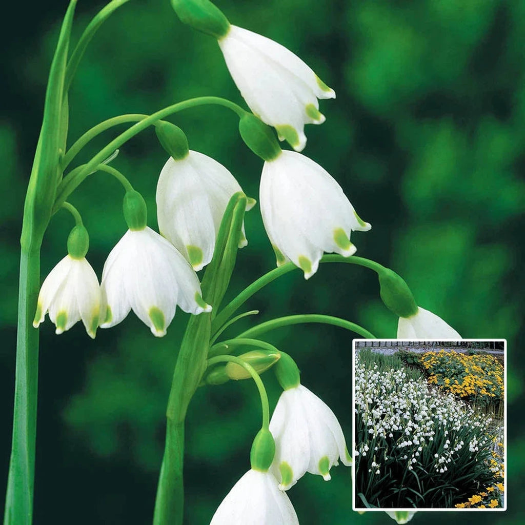Buy Summer Snowflake | Spring Bulbs | Breck's Bulbs Canada