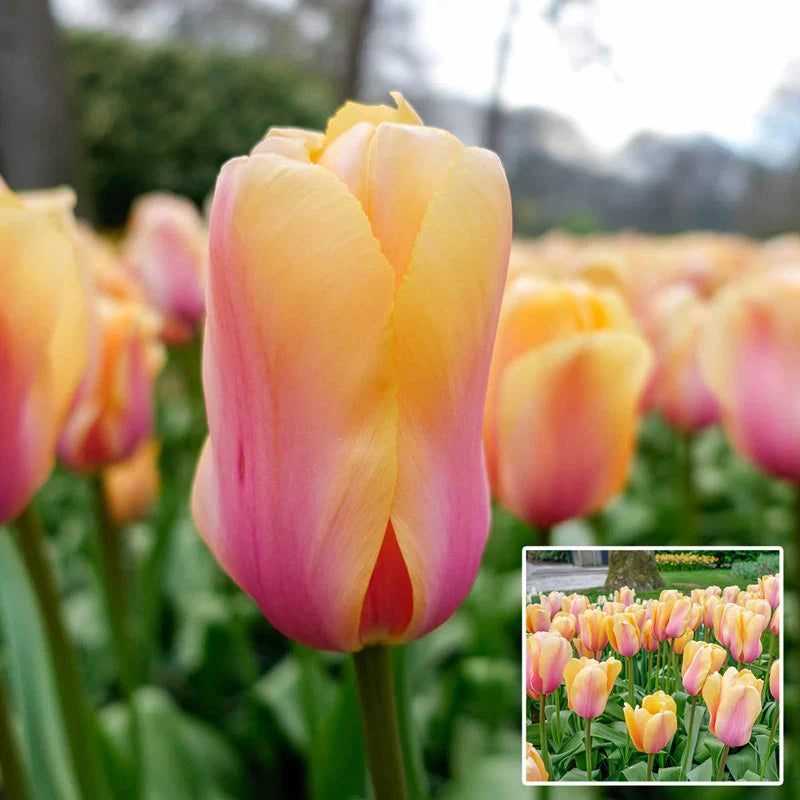 Blushing Impression Tulip | Buy Online | Breck's Bulbs Canada