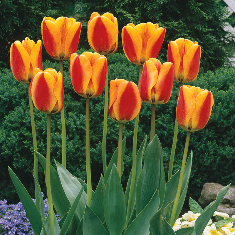 Halleys Comet Jumbo Perennial Tulip | BrecksBulbs.ca – Brecks Canada