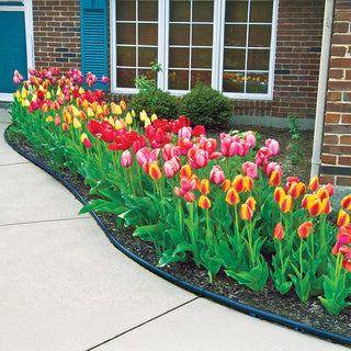 Halleys Comet Jumbo Perennial Tulip | BrecksBulbs.ca – Brecks Canada