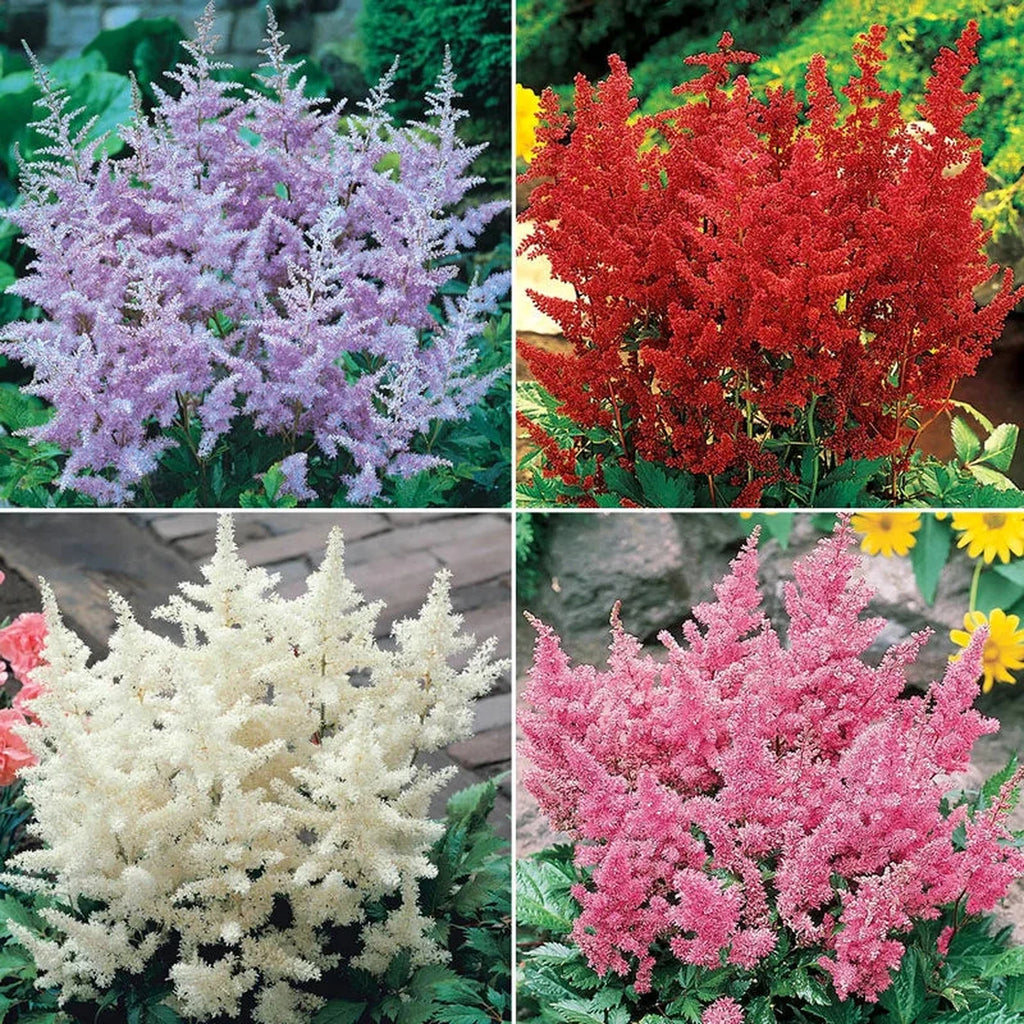 Deluxe Astilbe Collection | BrecksBulbs.ca