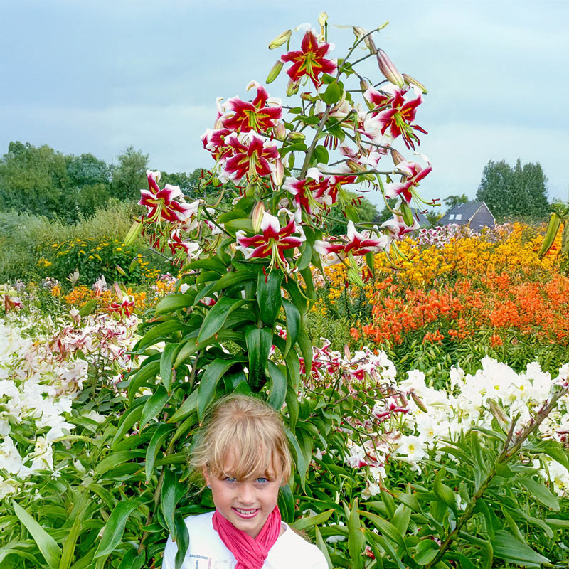 Buy Beverly Dreams Lily Tree | Lilies | Breck's Bulbs Canada – Brecks ...