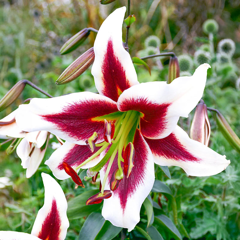 Buy Beverly Dreams Lily Tree | Lilies | Breck's Bulbs Canada – Brecks ...