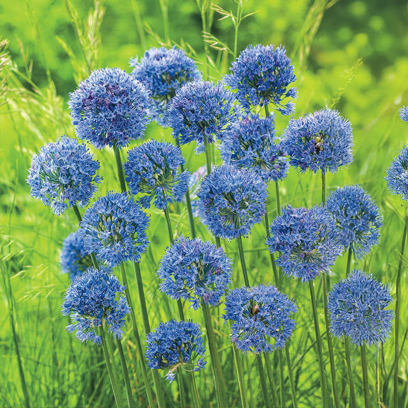 Beautiful Low Maintenance Alliums | Shop Now – Breck's