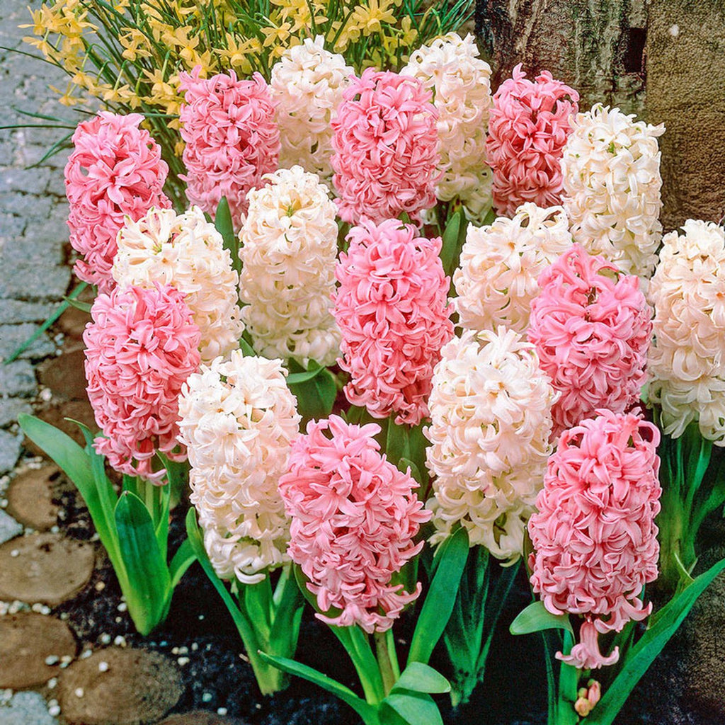 Shop French Perfume Hyacinth Mixture | Breck's Bulbs Canada