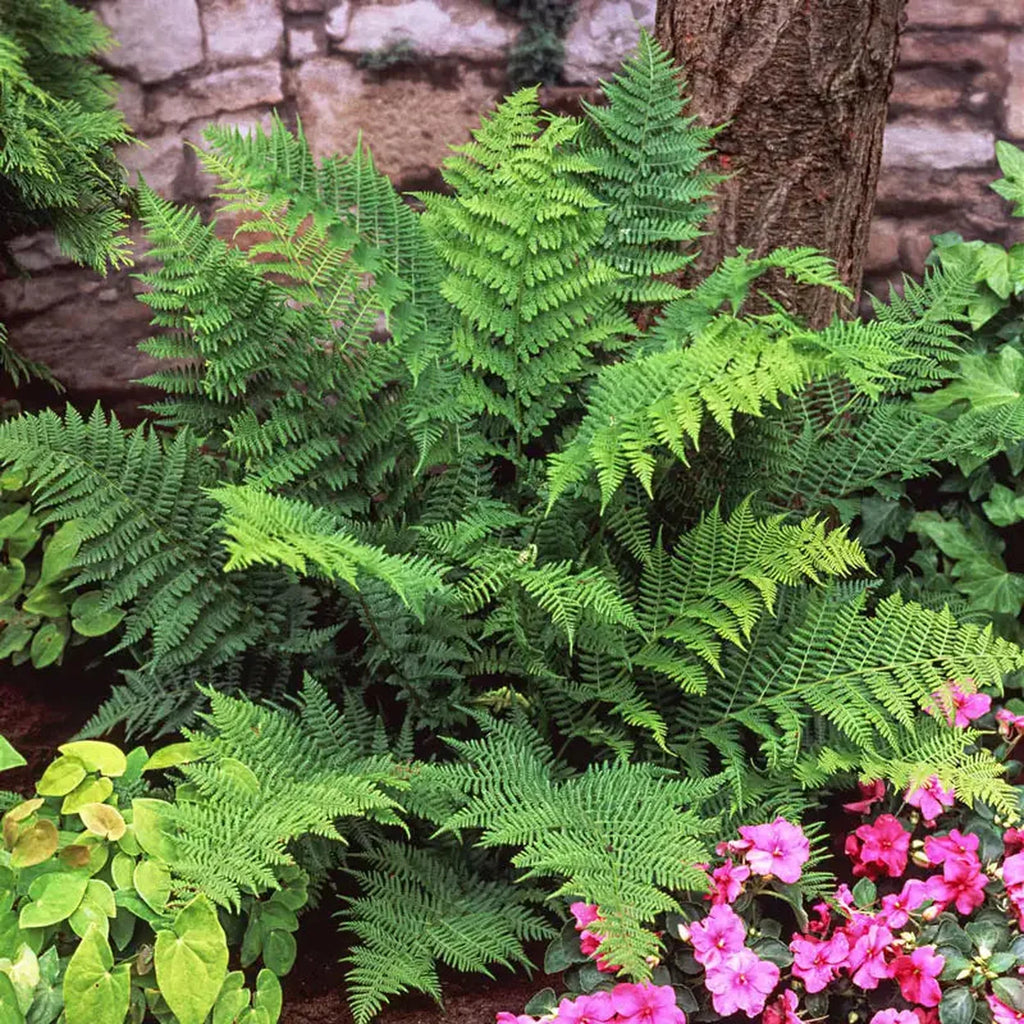 Lady Hardy Fern | Shade Perennials | Breck's Bulbs Canada