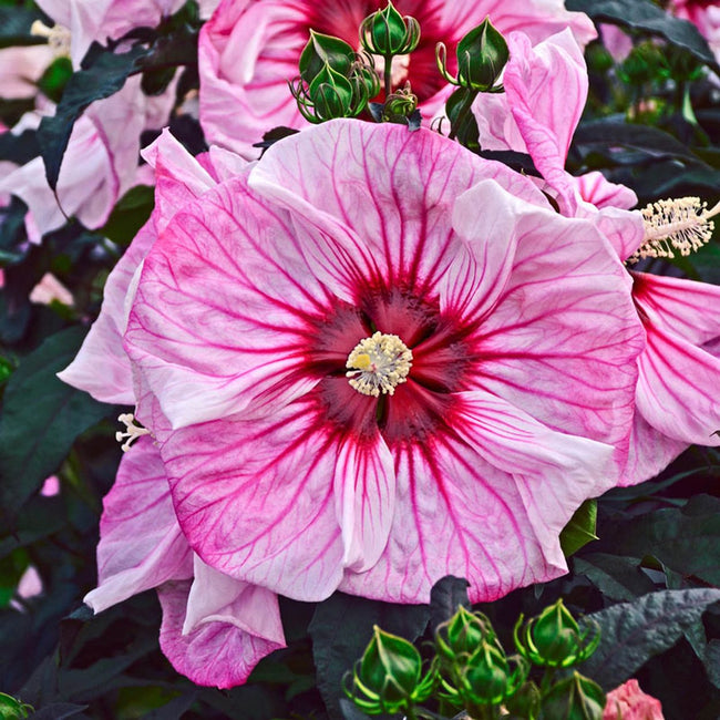 Buy Hibiscus Plants Online | Breck's Bulbs Canada