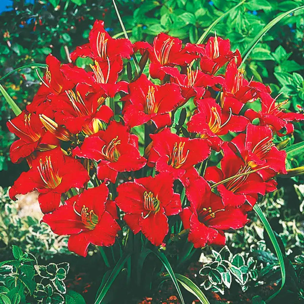 Ruby Stella Daylily | Sun Perennials | Breck's Bulbs Canada