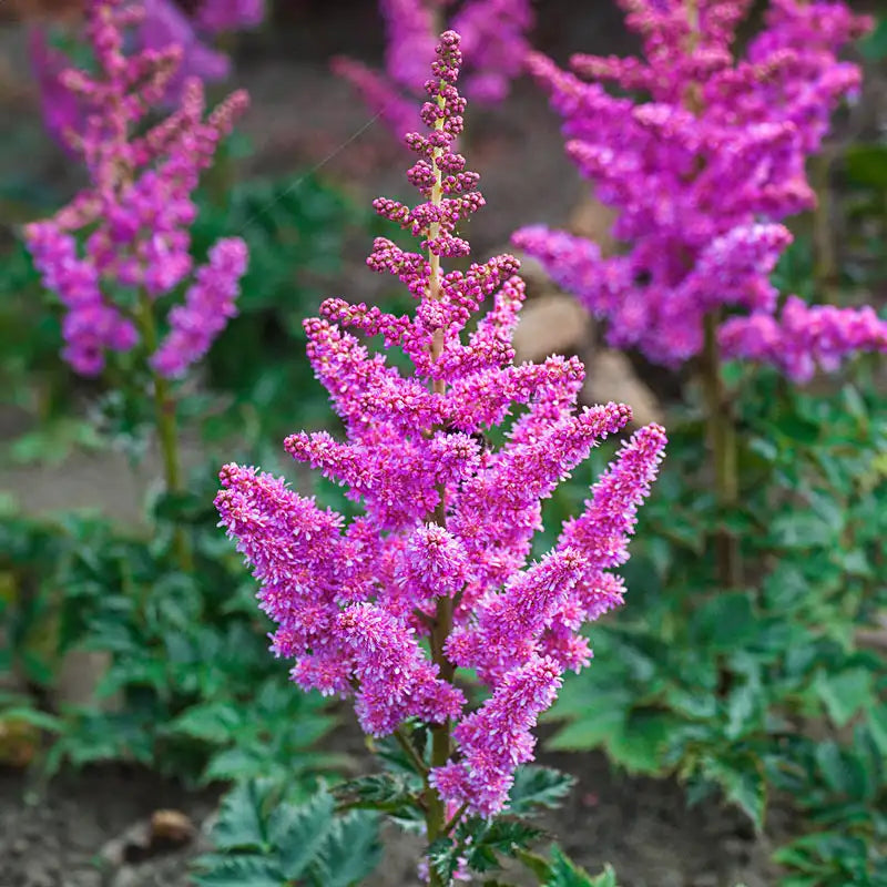 Purple Rain Astilbe | Shade Perennials | Breck's Bulbs Canada