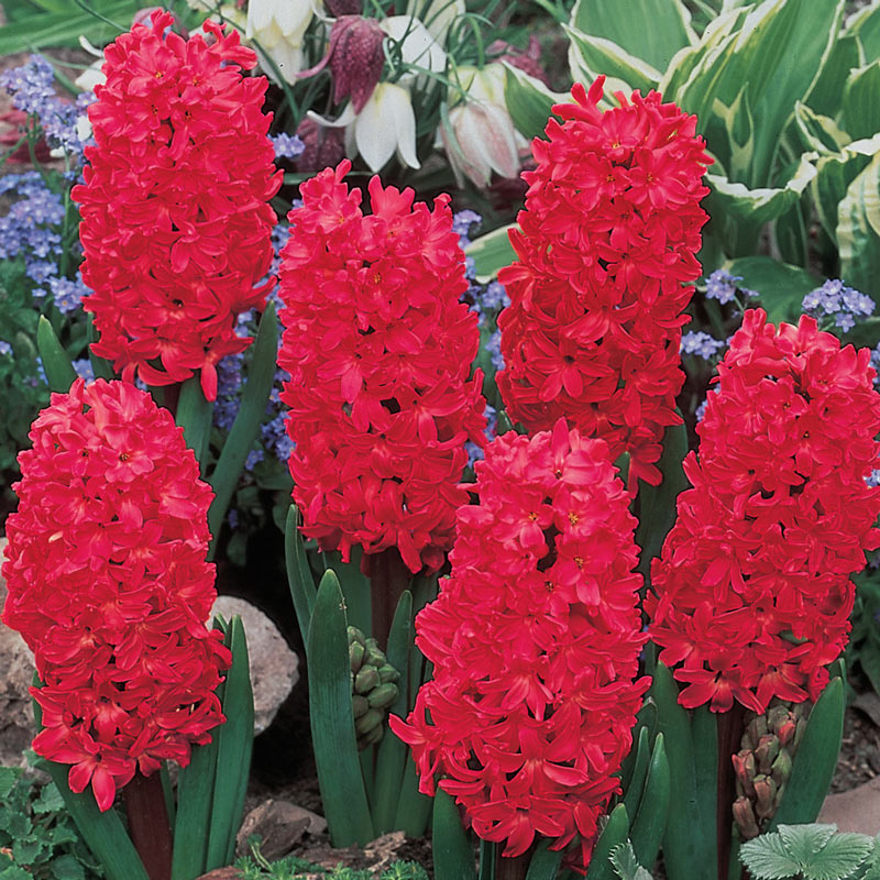 Jan Bos Hyacinth | BrecksBulbs.ca – Brecks Canada