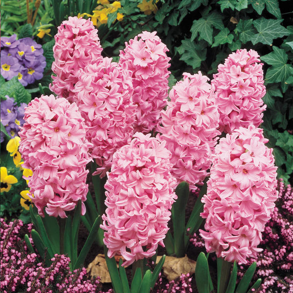 Fondant Fragrant Giant Hyacinth | BrecksBulbs.ca – Brecks Canada