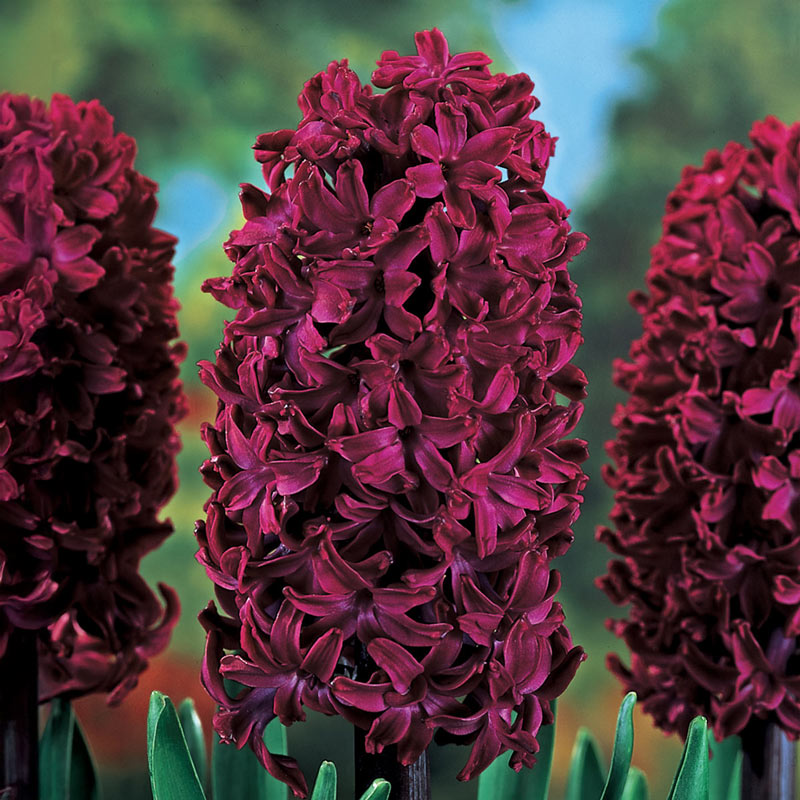 Woodstock Fragrant Giant Hyacinth | BrecksBulbs.ca – Brecks Canada