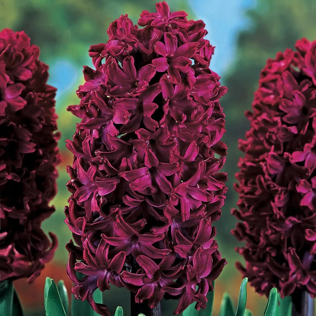Woodstock Fragrant Giant Hyacinth | BrecksBulbs.ca