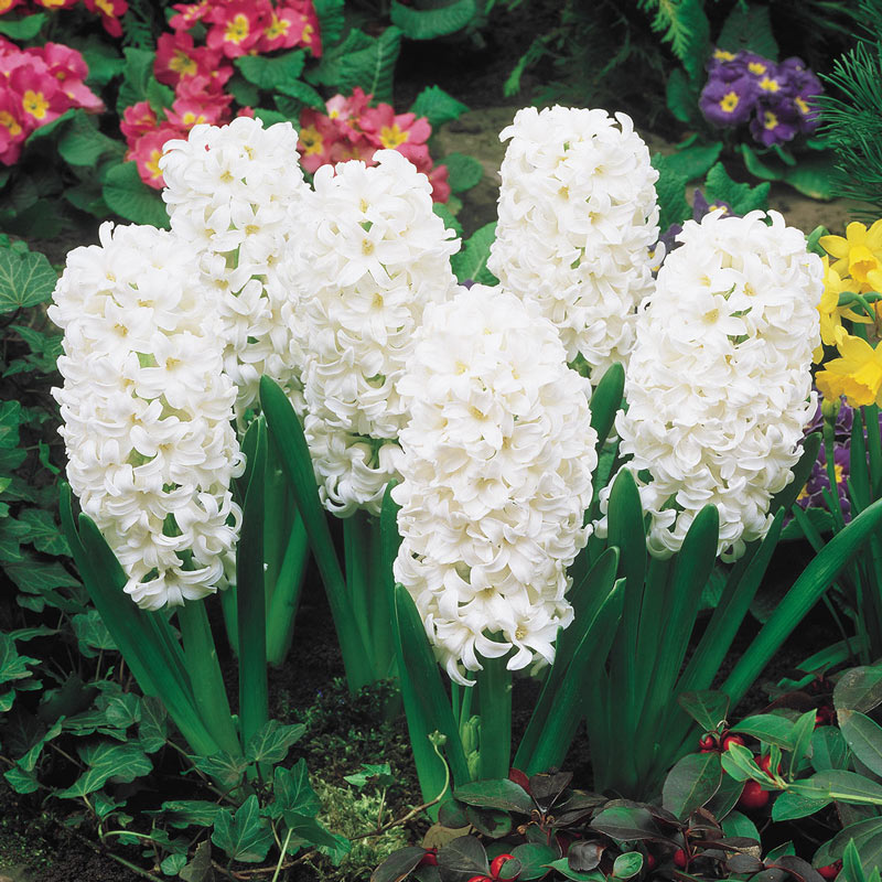 Carnegie Fragrant Giant Hyacinth | BrecksBulbs.ca – Brecks Canada