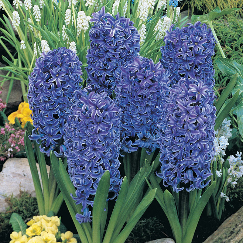Blue Jacket Fragrant Giant Hyacinth | BrecksBulbs.ca – Brecks Canada