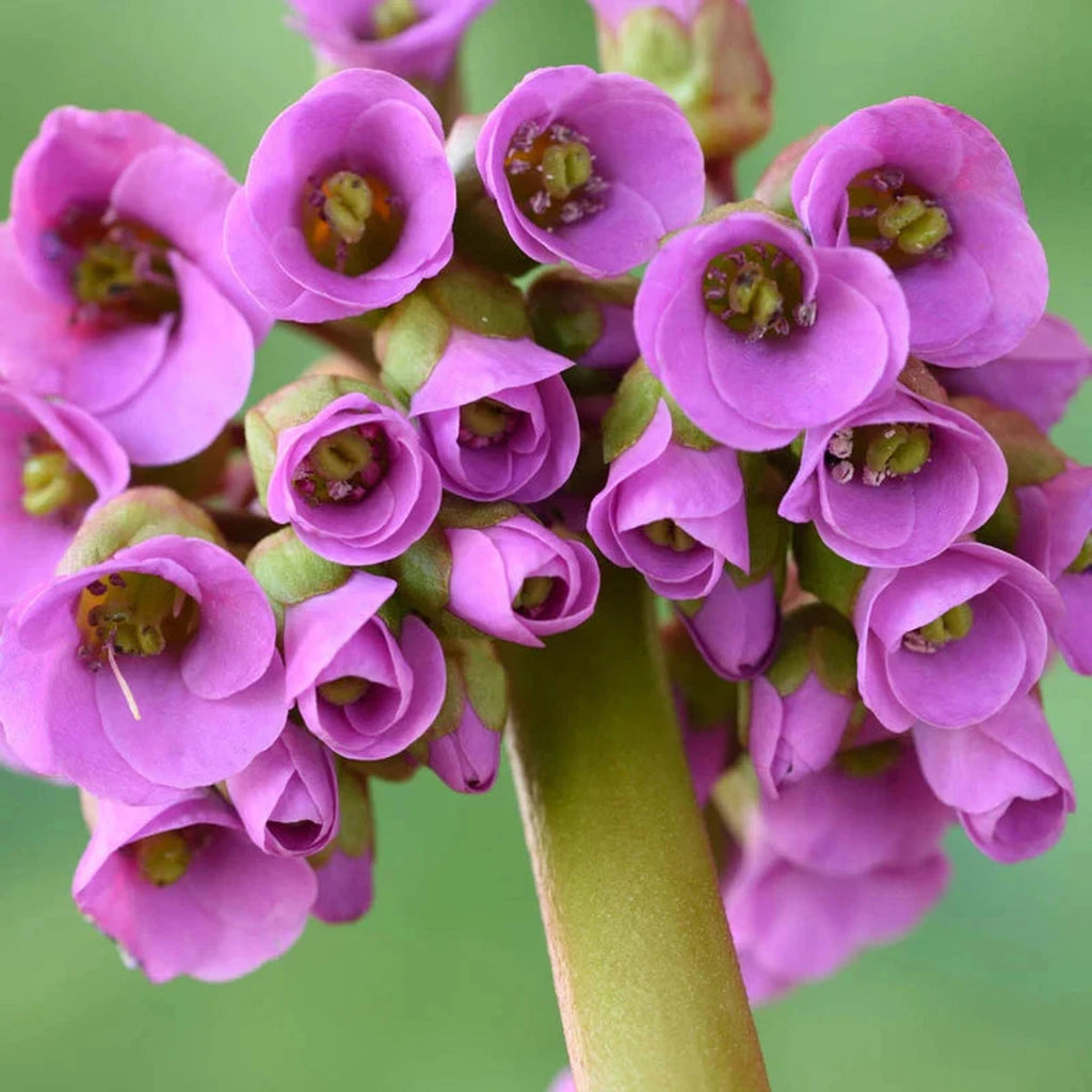 Buy Pigsqueak Online | Sun Perennials | Breck's Canada