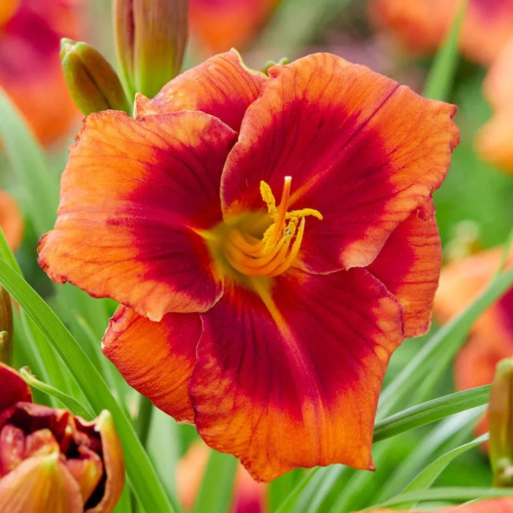 Frank Smith Reblooming Daylily – Breck's
