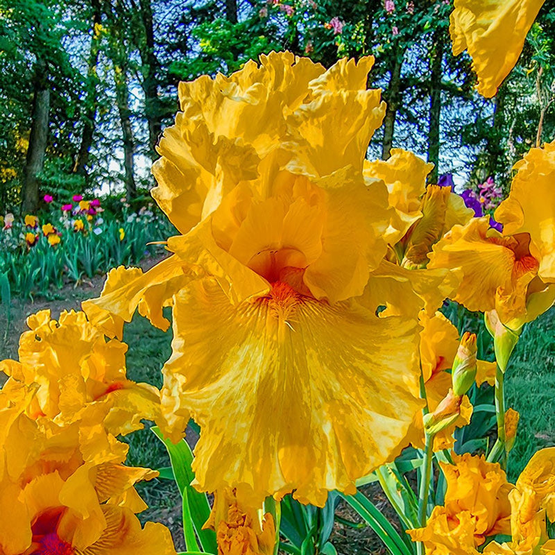 Oregon Firestorm Reblooming Bearded Iris – Breck's