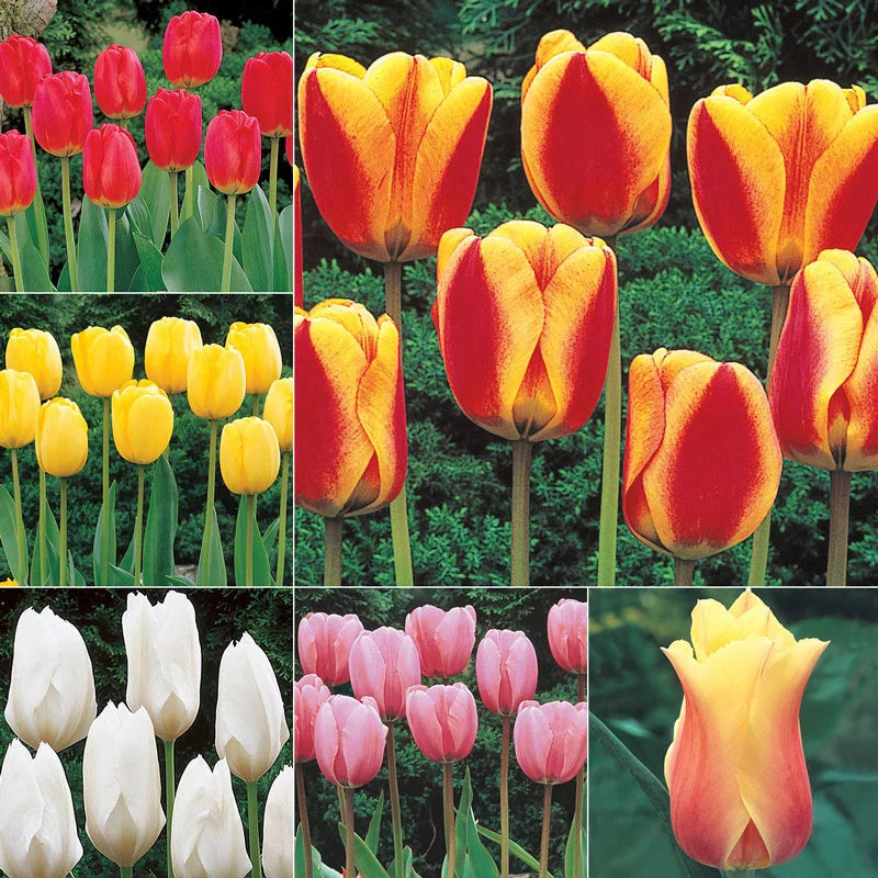 WOW!® Perennial Tulip Collection – Breck's