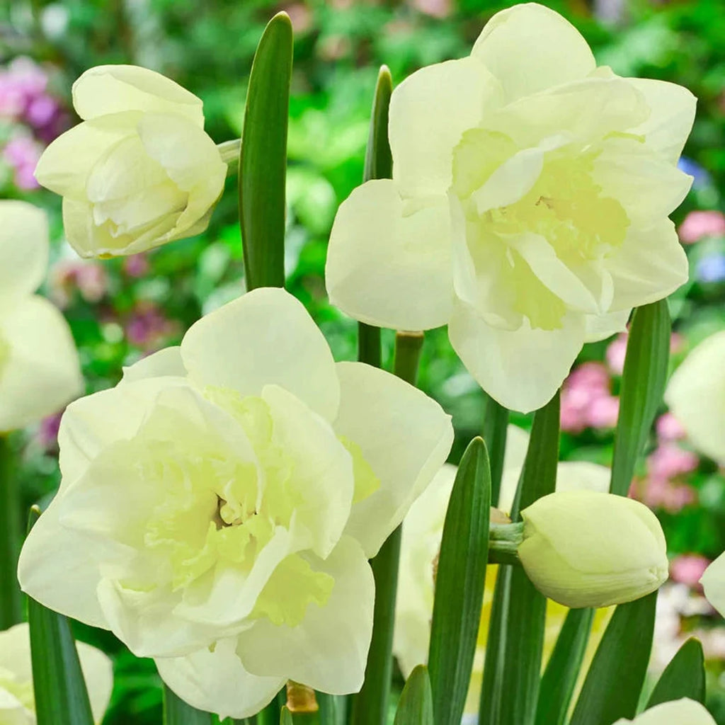 Angkor Daffodil Bulbs | Shop Online | Breck's Bulbs Canada