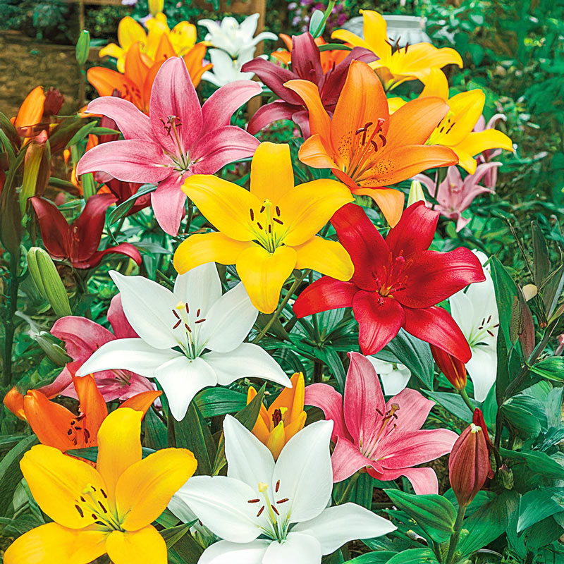 Shop Spring Bulbs for Summer Flowers | Breck's Canada