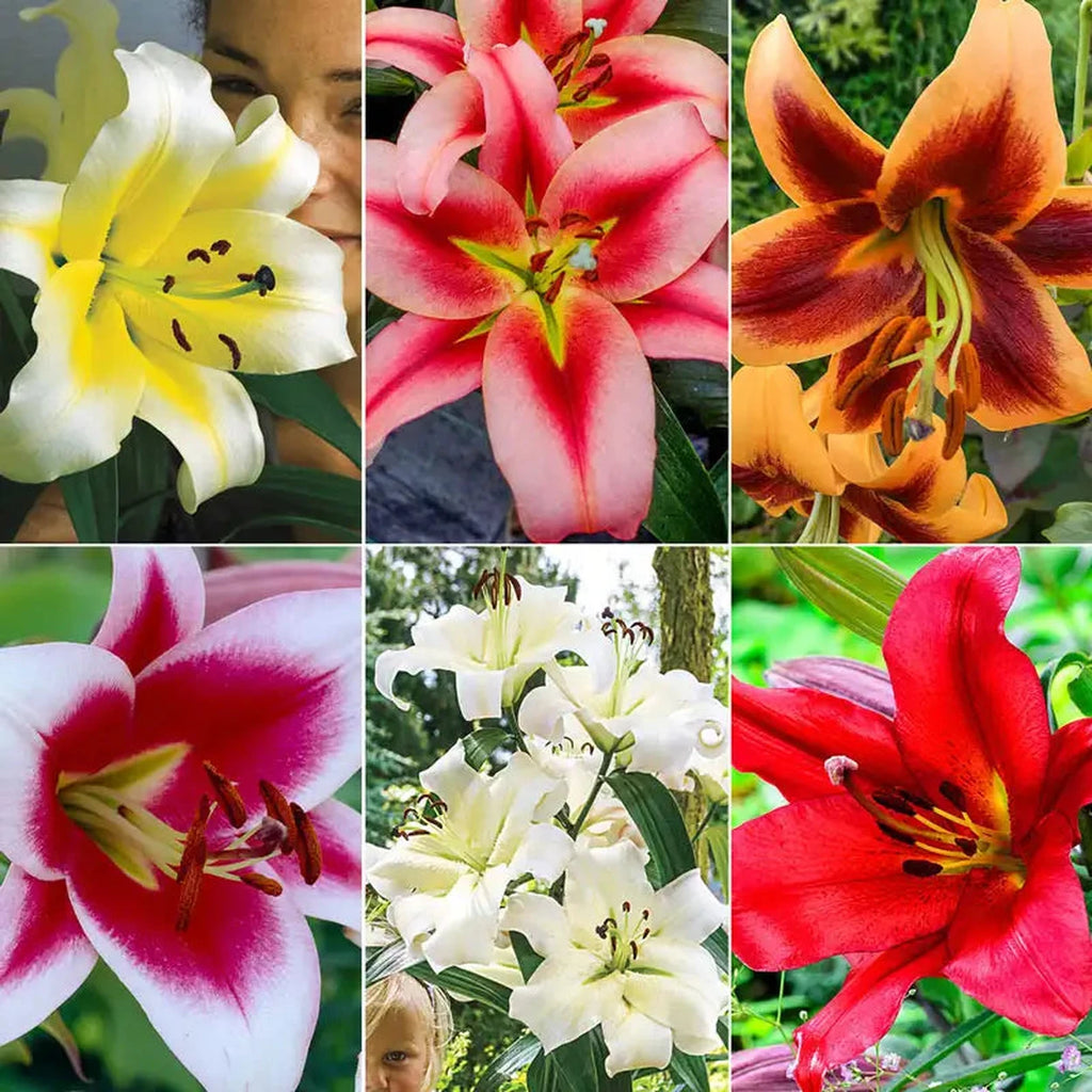 Great Expectations Lily Tree Collection | Breck's Canada