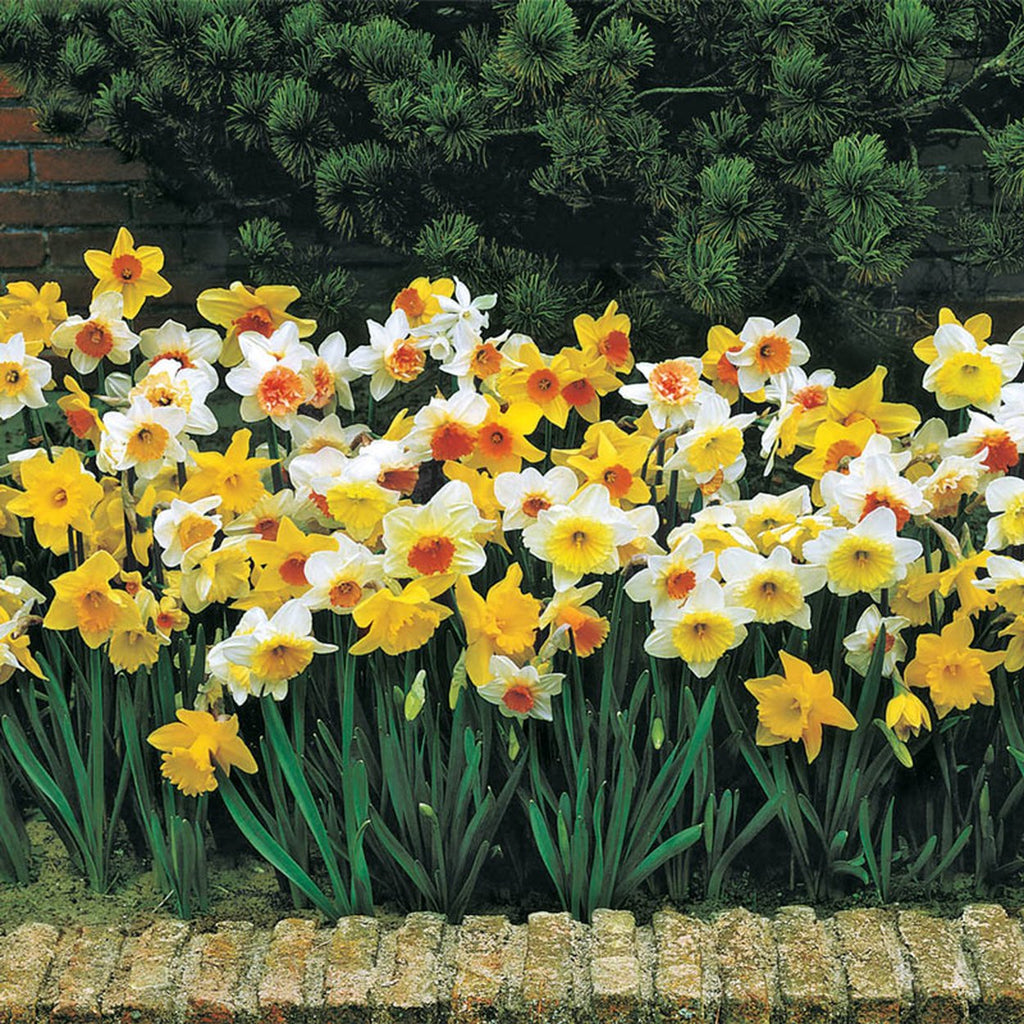 Daffodils for Naturalizing Mixture | BrecksBulbs.ca