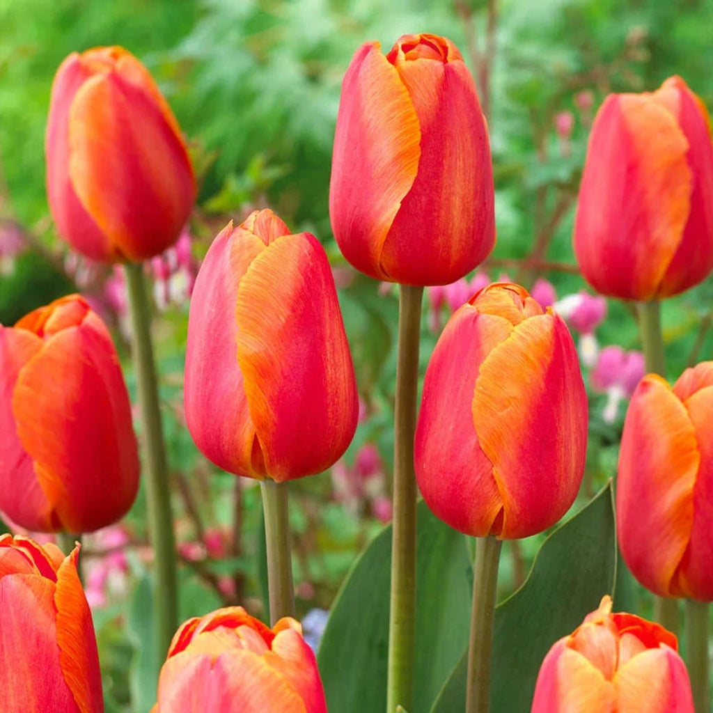 Delta Storm Tulip Bulbs | Buy Online | Breck's Bulbs Canada