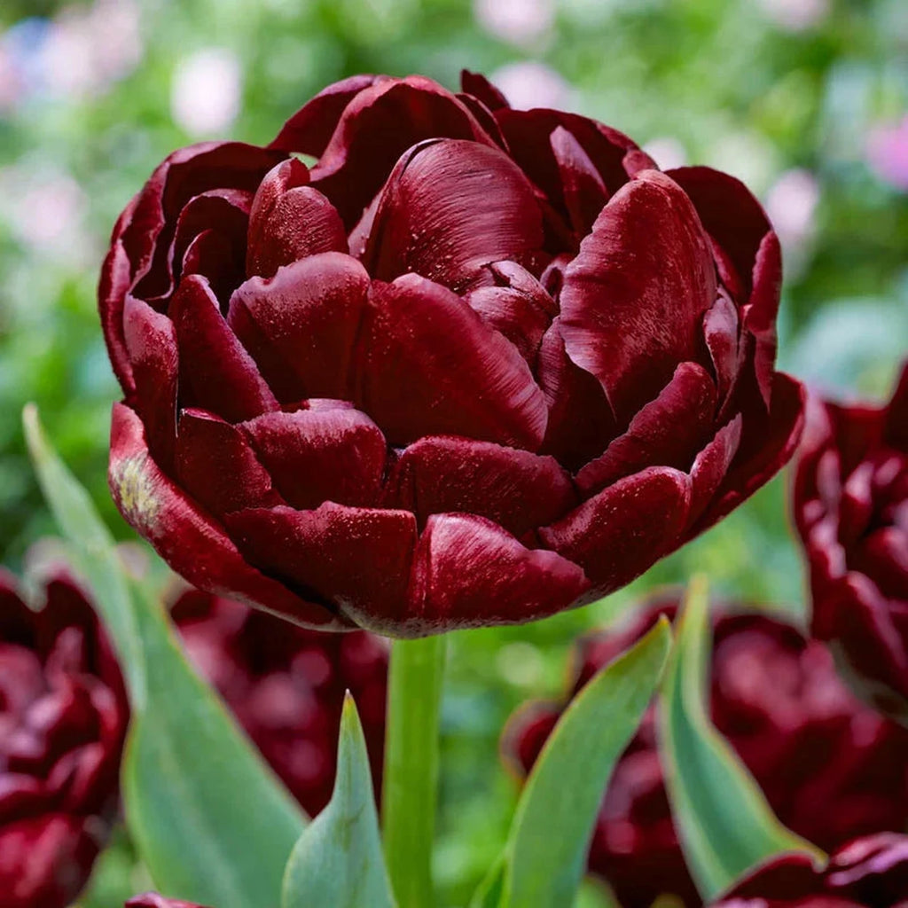 Roadstar Tulip – Breck's