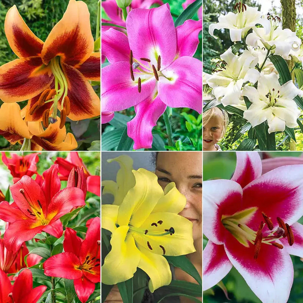 Towers of Flowers Lily Tree® Collection – Breck's