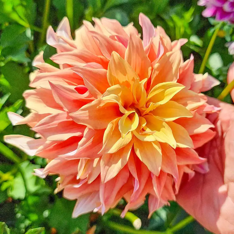 Buy Tyrell Dahlia | Summer Bulbs | Breck's Bulbs Canada