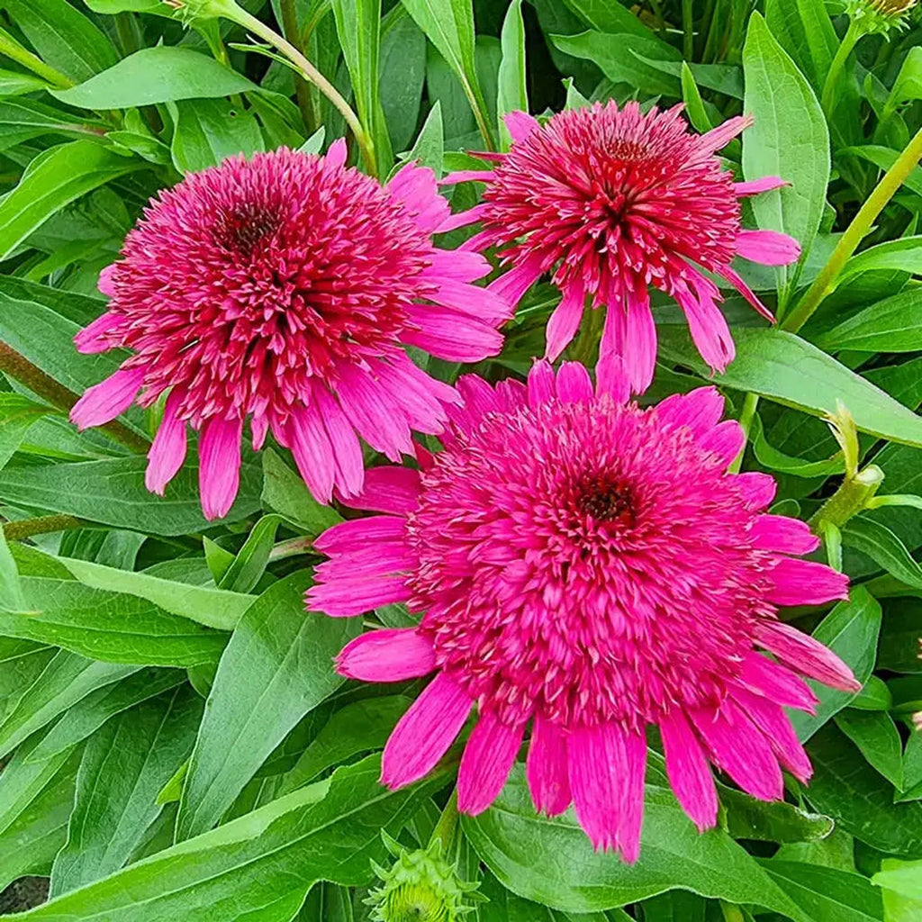 Shop Blueberry Cheesecake Coneflower | Breck's Bulbs Canada