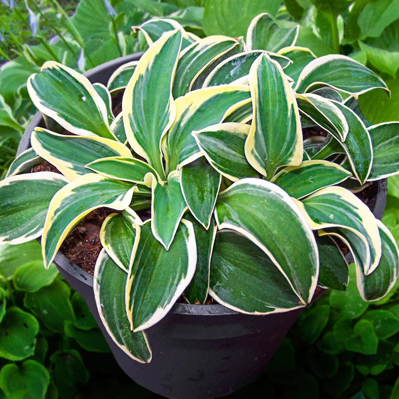 Funny Mouse Mini Hosta – Breck's