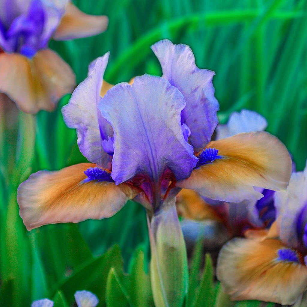 Blueberry Tart Dwarf Bearded Iris – Breck's