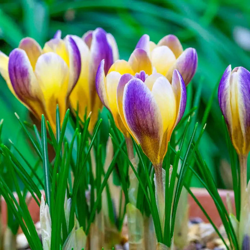 Advance Snow Crocus – Breck's