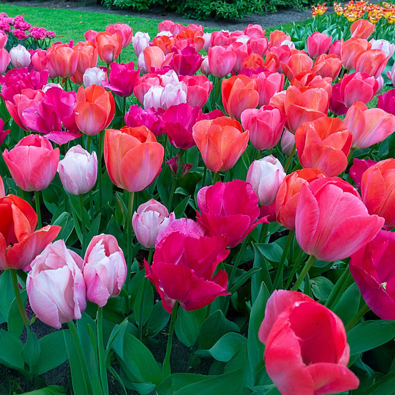Van Eijk Tulip Mixture – Brecks Canada