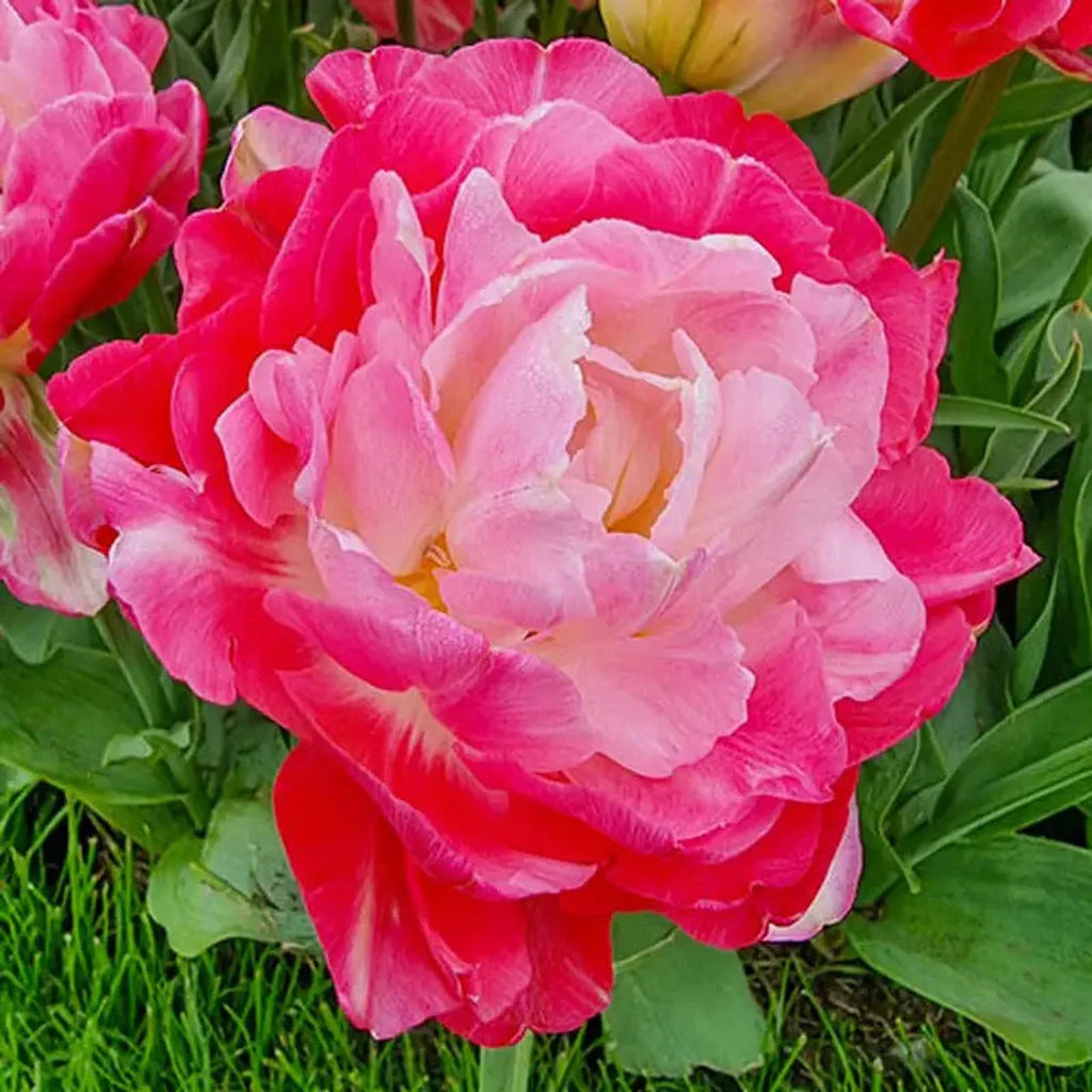 Double Sugar Tulip – Breck's