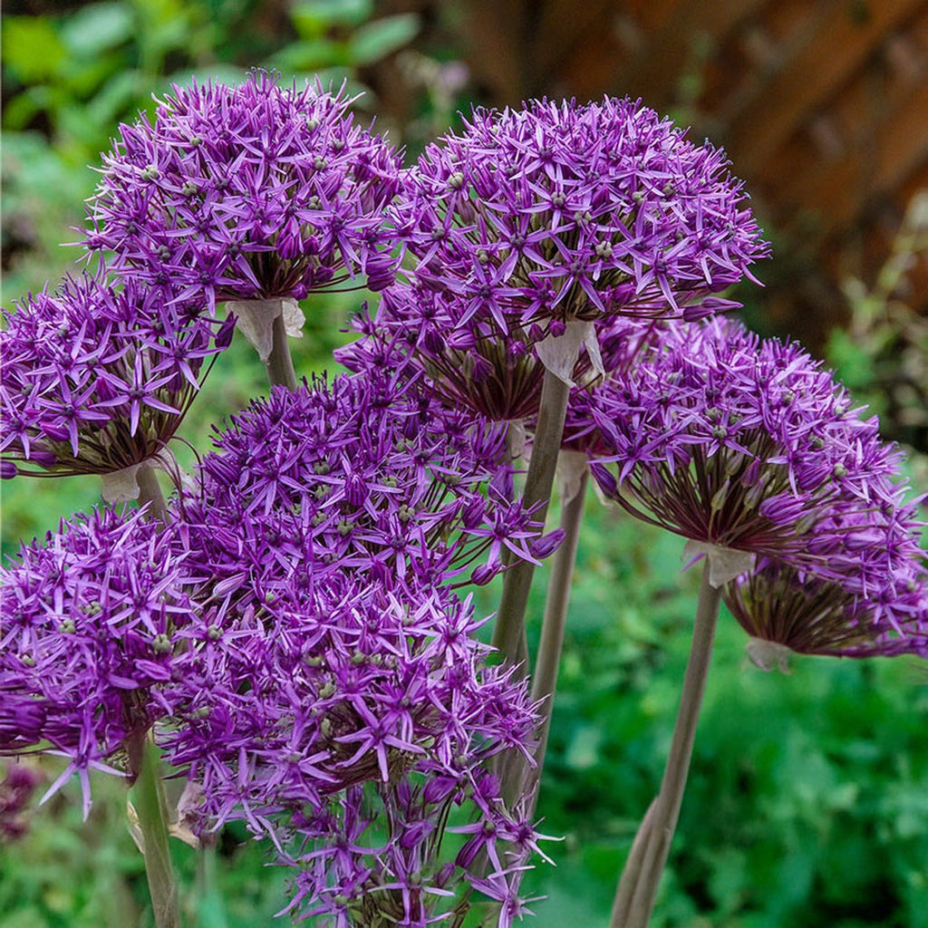 Violet Beauty Allium | Buy Online | Breck's Bulbs Canada