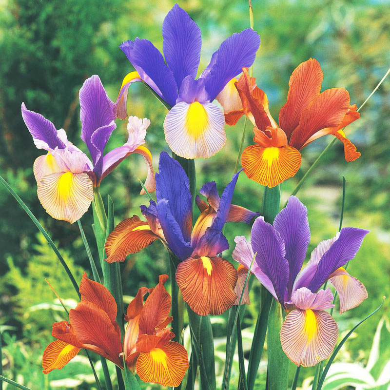 High Quality Dutch Irises for Sale | Breck's Bulbs Canada
