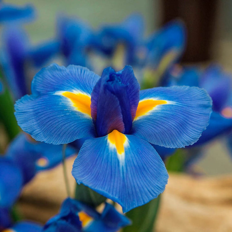 Blue Diamond Dutch Iris | Buy Online | Breck's Bulbs Canada