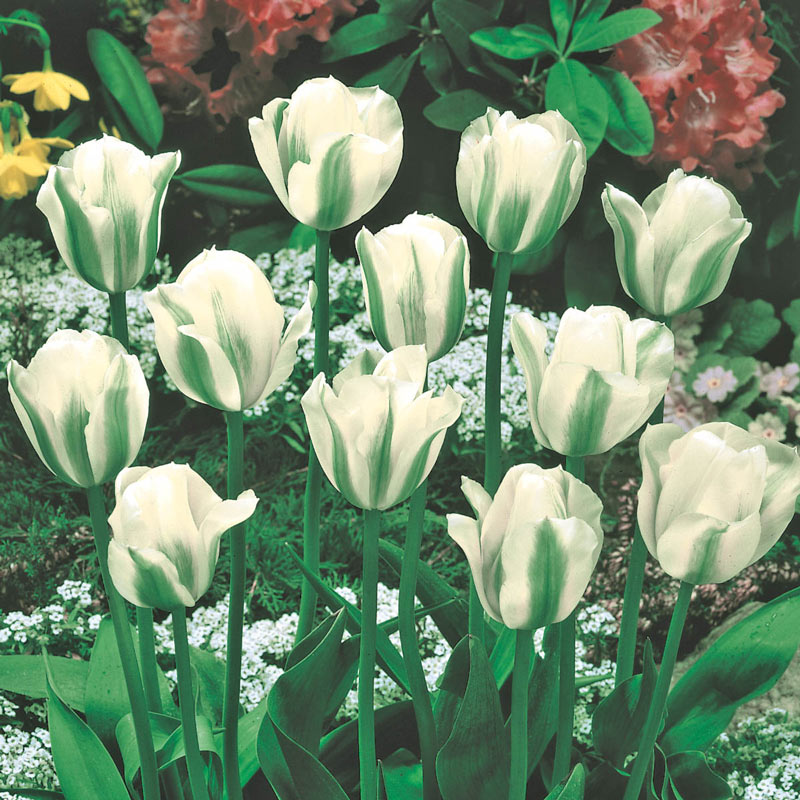 Spring Green Tulip | Shop Online | Breck's Bulbs Canada