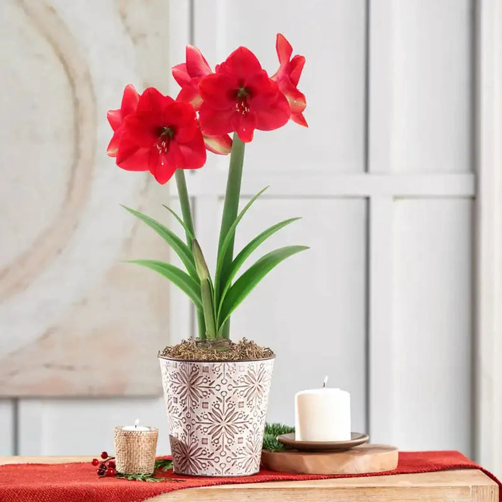 Buy Lagoon Amaryllis Bulbs | Breck's Gifts