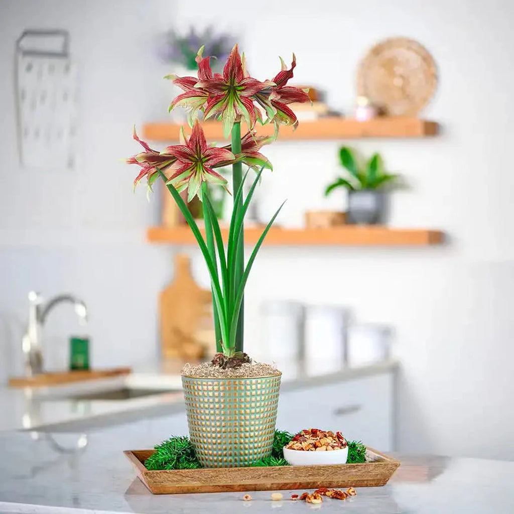 Mystica Amaryllis Single | Amaryllis Bulbs | Breck's Gifts