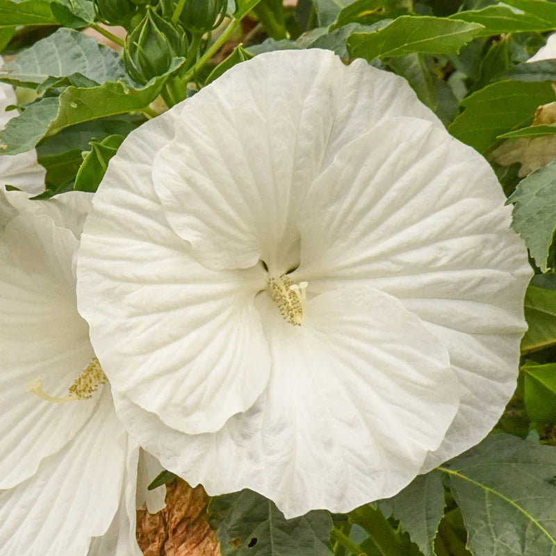 Marshmallow Moon Hibiscus | Buy Online | Breck's Canada