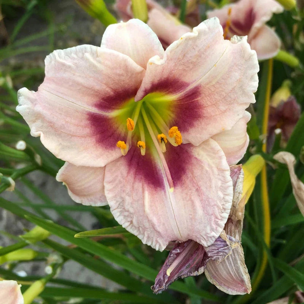 Blueberry Vanilla Daylily – Breck's