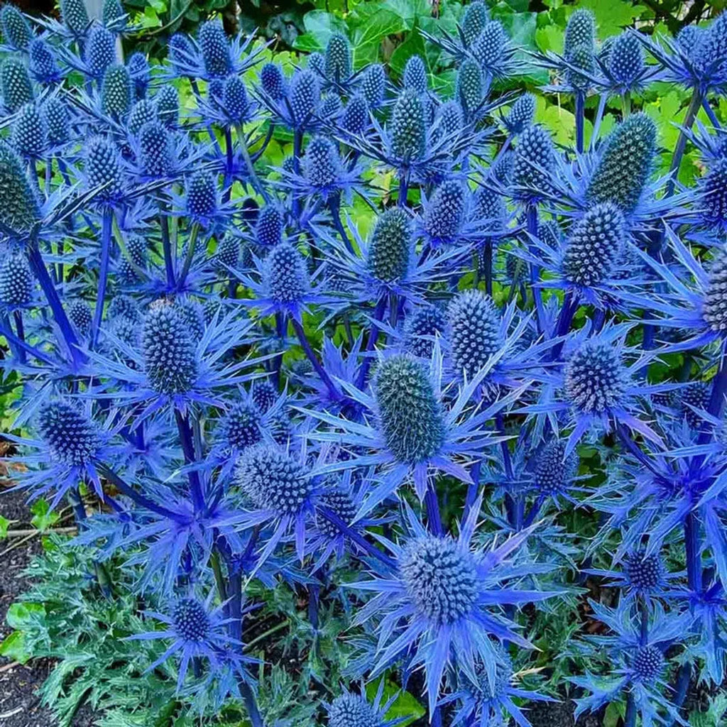 Beachside Blue Sea Holly Super Sak® – Breck's